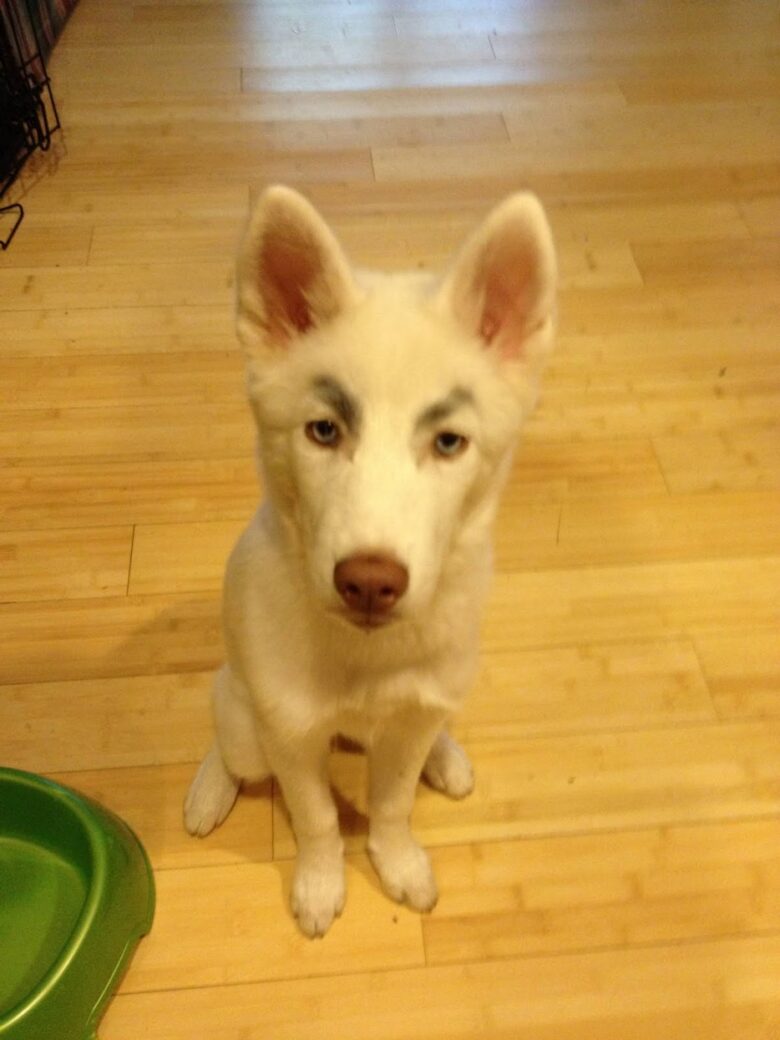This Is What Happens When You Add Eyebrows To Your Dog - Emlii