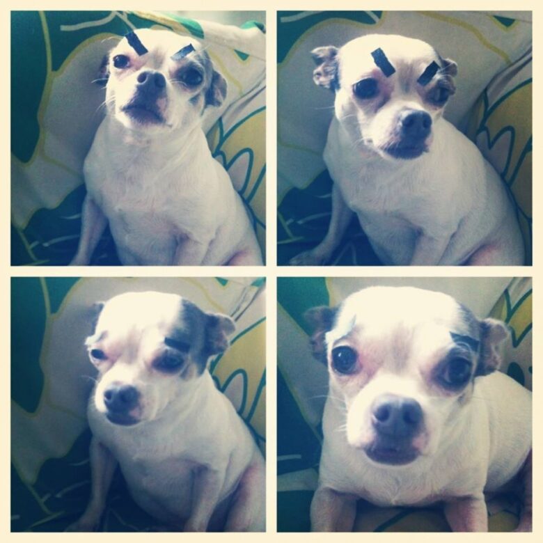 This Is What Happens When You Add Eyebrows To Your Dog - Emlii